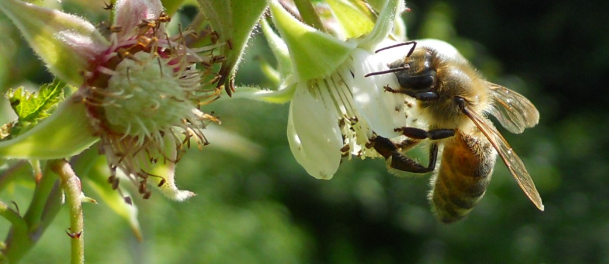 Brookfield Bees